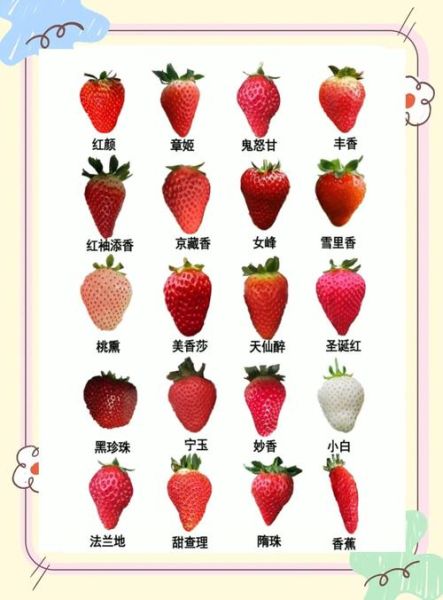 草莓的营养价值_草莓一天吃多少合适-第3张图片-山城妙识 草莓的营养价值_草莓一天吃多少合适-第3张图片-山城妙识