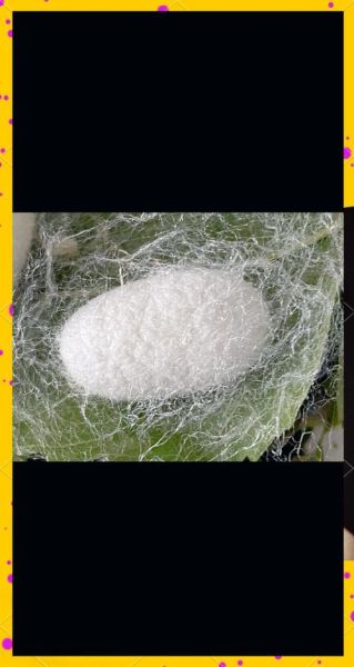 蚕茧怎么做_蚕茧的制作步骤详解-第1张图片-山城妙识 蚕茧怎么做_蚕茧的制作步骤详解-第1张图片-山城妙识