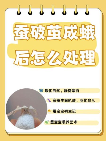 蚕茧怎么做_蚕茧的制作步骤详解-第2张图片-山城妙识 蚕茧怎么做_蚕茧的制作步骤详解-第2张图片-山城妙识