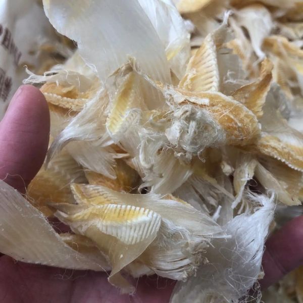 鱼翅是什么_鱼翅是怎么来的-第2张图片-山城妙识 鱼翅是什么_鱼翅是怎么来的-第2张图片-山城妙识