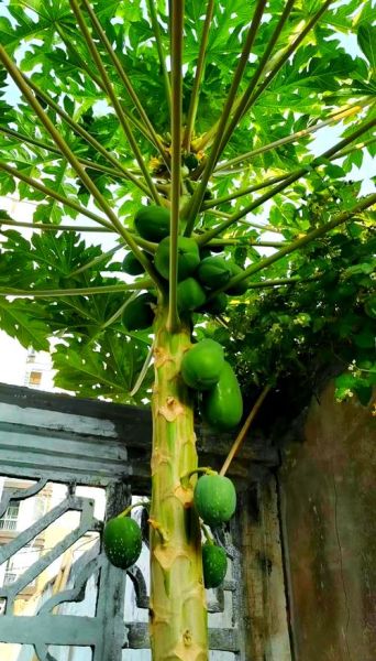 木瓜树有几种品种图片_如何区分常见木瓜品种-第1张图片-山城妙识