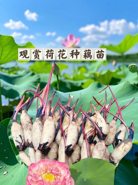 藕带种植技术_藕带亩产多少斤-第3张图片-山城妙识 藕带种植技术_藕带亩产多少斤-第3张图片-山城妙识