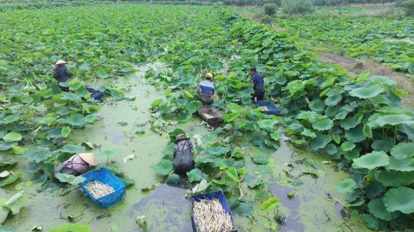 藕带种植技术_藕带亩产多少斤-第1张图片-山城妙识 藕带种植技术_藕带亩产多少斤-第1张图片-山城妙识