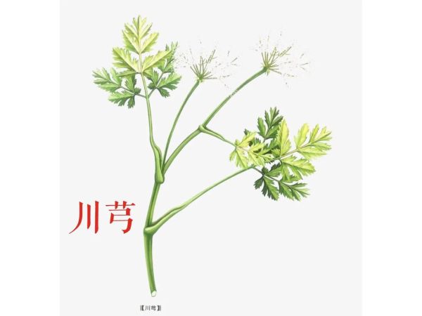 川芎图片大全大图_川芎长什么样-第1张图片-山城妙识 川芎图片大全大图_川芎长什么样-第1张图片-山城妙识