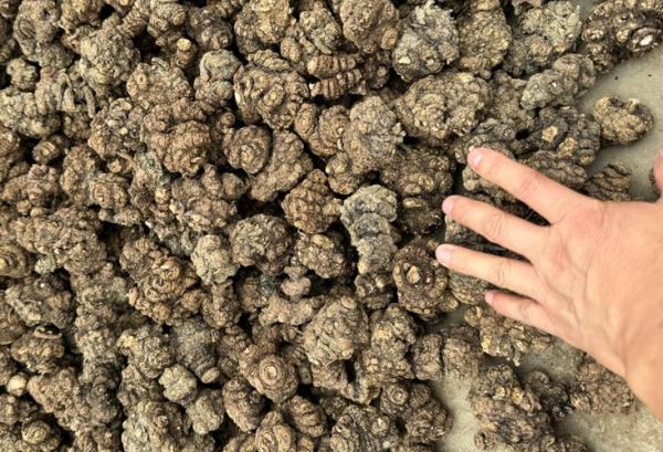 川芎图片大全大图_川芎长什么样-第2张图片-山城妙识 川芎图片大全大图_川芎长什么样-第2张图片-山城妙识