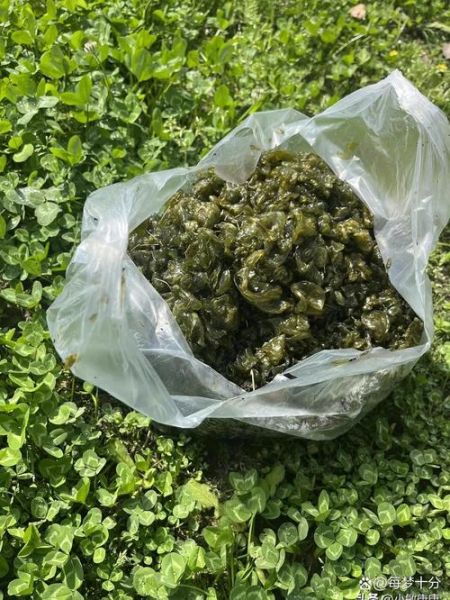 地皮菜炒鸡蛋怎么做好吃_地皮菜炒鸡蛋的做法窍门-第3张图片-山城妙识 地皮菜炒鸡蛋怎么做好吃_地皮菜炒鸡蛋的做法窍门-第3张图片-山城妙识