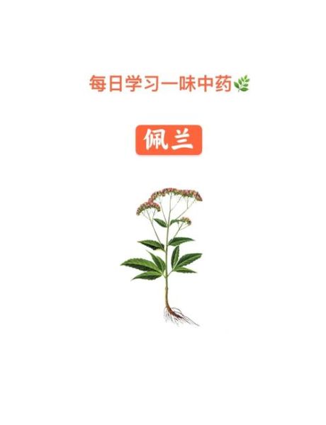 佩兰的功效与作用及食用方法_佩兰怎么泡水喝-第1张图片-山城妙识 佩兰的功效与作用及食用方法_佩兰怎么泡水喝-第1张图片-山城妙识