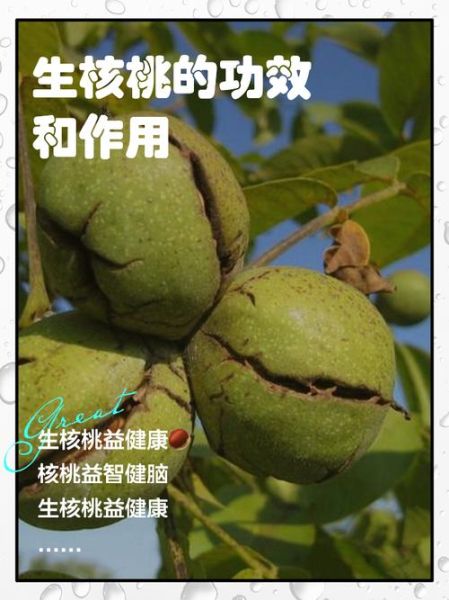 生核桃仁的功效与作用_生核桃仁怎么吃最营养-第2张图片-山城妙识 生核桃仁的功效与作用_生核桃仁怎么吃最营养-第2张图片-山城妙识