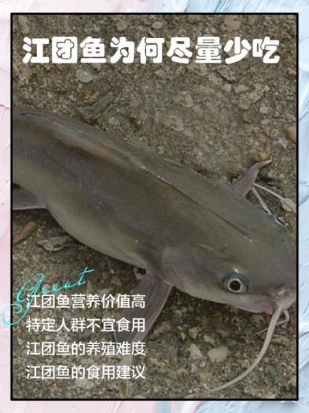 江团鱼什么人不能吃_江团鱼不能和什么一起吃-第2张图片-山城妙识 江团鱼什么人不能吃_江团鱼不能和什么一起吃-第2张图片-山城妙识