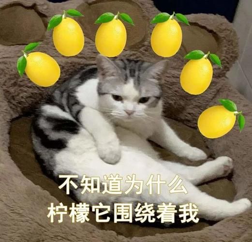 柠檬树下你和我_柠檬树下你和我是什么意思-第2张图片-山城妙识 柠檬树下你和我_柠檬树下你和我是什么意思-第2张图片-山城妙识