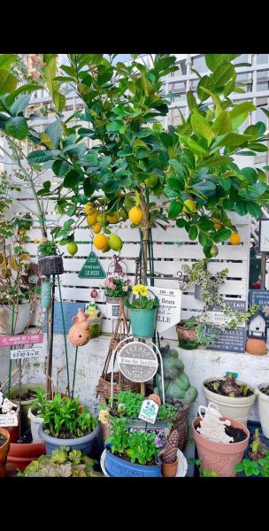 柠檬树下你和我_柠檬树下你和我是什么意思-第1张图片-山城妙识 柠檬树下你和我_柠檬树下你和我是什么意思-第1张图片-山城妙识