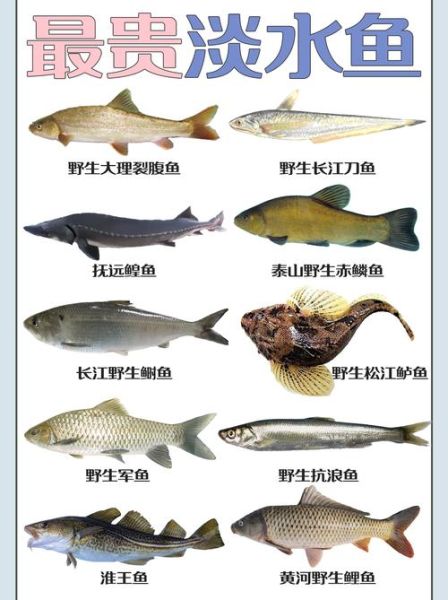 淡水鱼种类大全_常见淡水鱼图片识别-第3张图片-山城妙识 淡水鱼种类大全_常见淡水鱼图片识别-第3张图片-山城妙识
