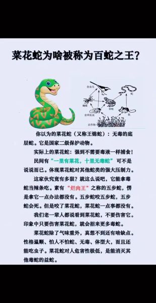 菜花蛇是几级保护动物_菜花蛇保护级别-第1张图片-山城妙识 菜花蛇是几级保护动物_菜花蛇保护级别-第1张图片-山城妙识