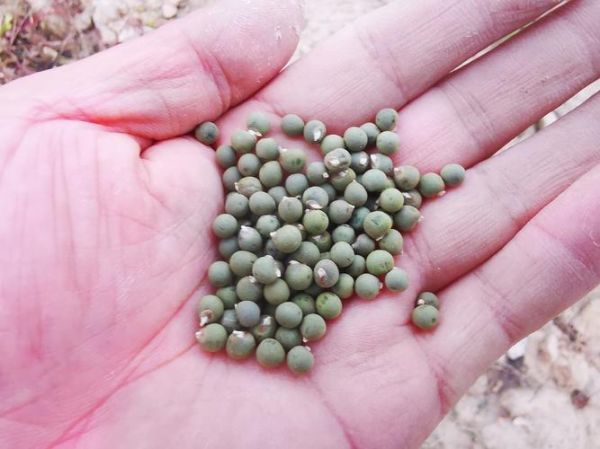 秋葵种植成本_秋葵亩利润有多少-第2张图片-山城妙识 秋葵种植成本_秋葵亩利润有多少-第2张图片-山城妙识