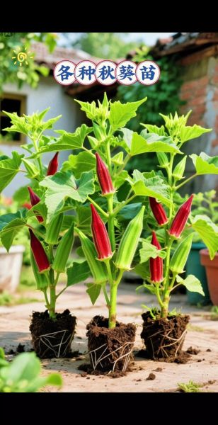 秋葵种植成本_秋葵亩利润有多少-第1张图片-山城妙识 秋葵种植成本_秋葵亩利润有多少-第1张图片-山城妙识