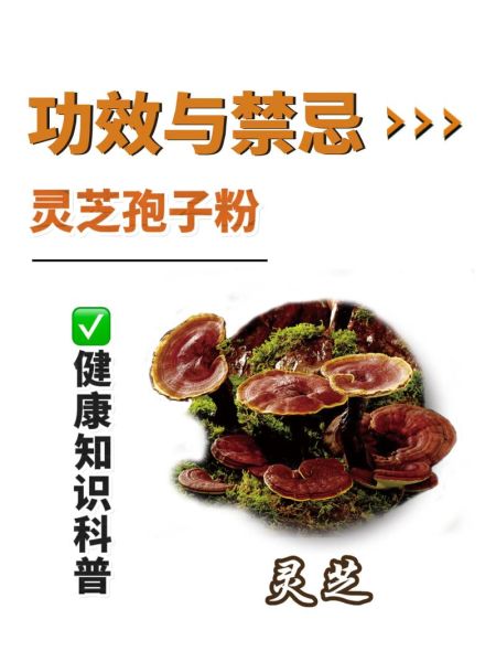 灵芝孢子粉的功效与作用及食用方法_怎么吃效果最好-第1张图片-山城妙识 灵芝孢子粉的功效与作用及食用方法_怎么吃效果最好-第1张图片-山城妙识