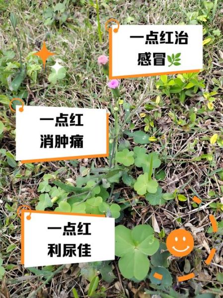 一点红有什么功效_一点红能治疗什么病-第1张图片-山城妙识 一点红有什么功效_一点红能治疗什么病-第1张图片-山城妙识