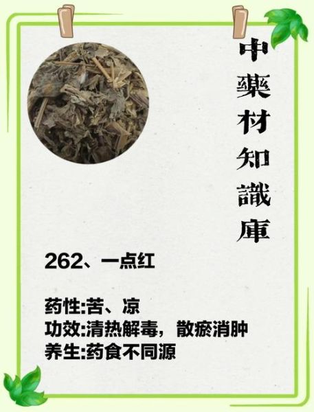 一点红有什么功效_一点红能治疗什么病-第2张图片-山城妙识 一点红有什么功效_一点红能治疗什么病-第2张图片-山城妙识
