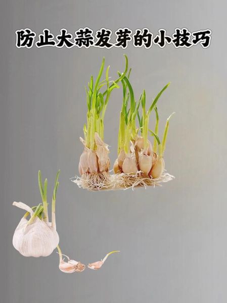 大蒜发芽怎么办_大蒜怎么保存不发芽-第3张图片-山城妙识 大蒜发芽怎么办_大蒜怎么保存不发芽-第3张图片-山城妙识