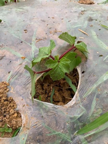 秋葵苗多久浇一次水_秋葵苗长什么样-第1张图片-山城妙识 秋葵苗多久浇一次水_秋葵苗长什么样-第1张图片-山城妙识