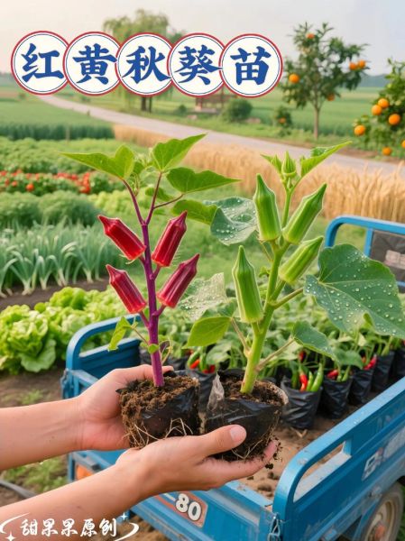 秋葵苗多久浇一次水_秋葵苗长什么样-第3张图片-山城妙识 秋葵苗多久浇一次水_秋葵苗长什么样-第3张图片-山城妙识