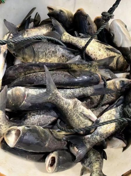 花鲢图片大全_如何挑选鲜活花鲢-第2张图片-山城妙识