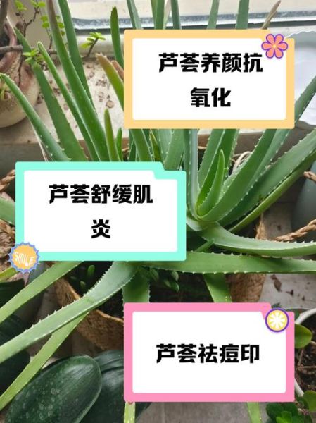 芦荟可以直接涂在脸上吗_需要洗吗-第1张图片-山城妙识 芦荟可以直接涂在脸上吗_需要洗吗-第1张图片-山城妙识