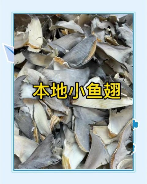 真鱼翅价格多少一斤_真鱼翅多少钱一斤-第1张图片-山城妙识