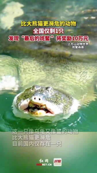 中国仅剩一只的动物_它还能活多久-第2张图片-山城妙识 中国仅剩一只的动物_它还能活多久-第2张图片-山城妙识
