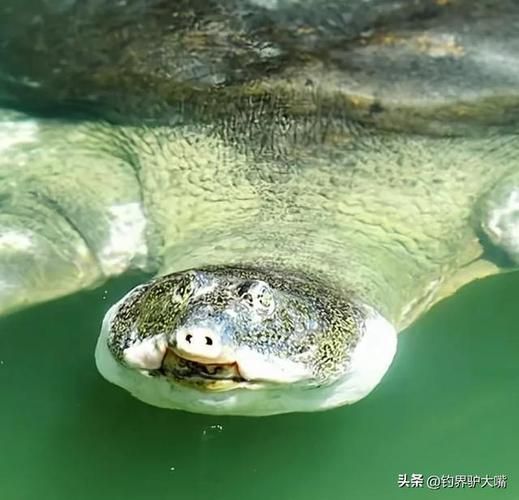 中国仅剩一只的动物_它还能活多久-第3张图片-山城妙识 中国仅剩一只的动物_它还能活多久-第3张图片-山城妙识