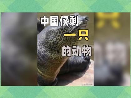 中国仅剩一只的动物_它还能活多久-第1张图片-山城妙识 中国仅剩一只的动物_它还能活多久-第1张图片-山城妙识