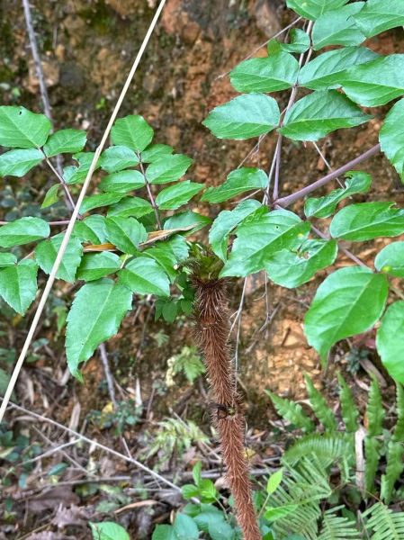 刺老芽是什么植物_刺老芽和香椿的区别-第1张图片-山城妙识 刺老芽是什么植物_刺老芽和香椿的区别-第1张图片-山城妙识
