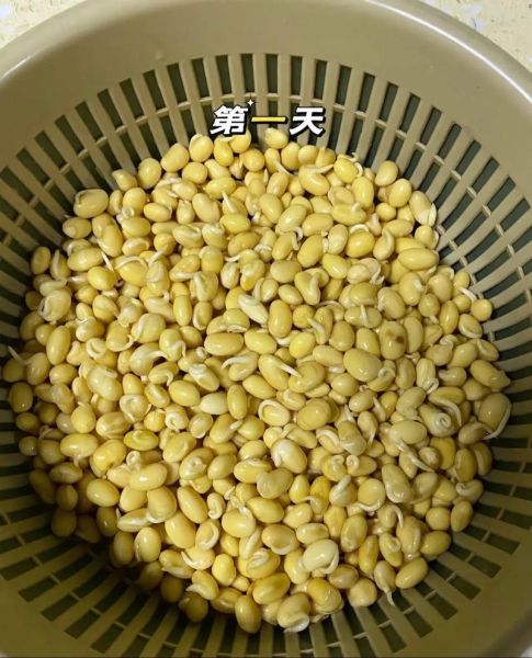 家庭黄豆芽怎么发_黄豆芽发芽温度是多少-第2张图片-山城妙识