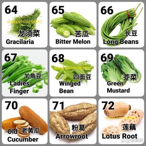 129种蔬菜名字照片_如何快速识别常见蔬菜-第3张图片-山城妙识 129种蔬菜名字照片_如何快速识别常见蔬菜-第3张图片-山城妙识