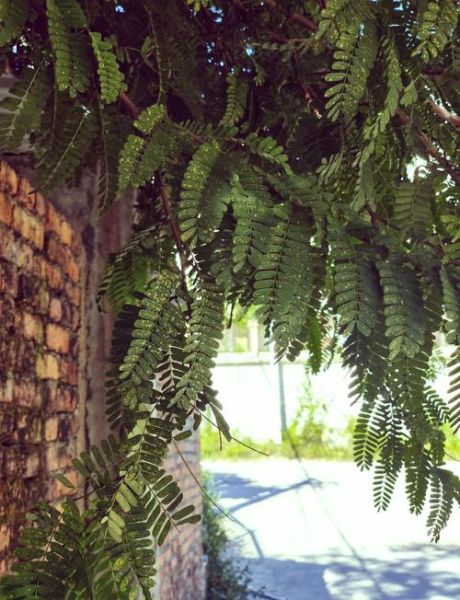 甜酸角树图片_如何辨认甜酸角树-第2张图片-山城妙识