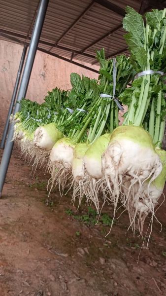 四川大头菜学名叫什么_大头菜和芥菜头区别-第1张图片-山城妙识