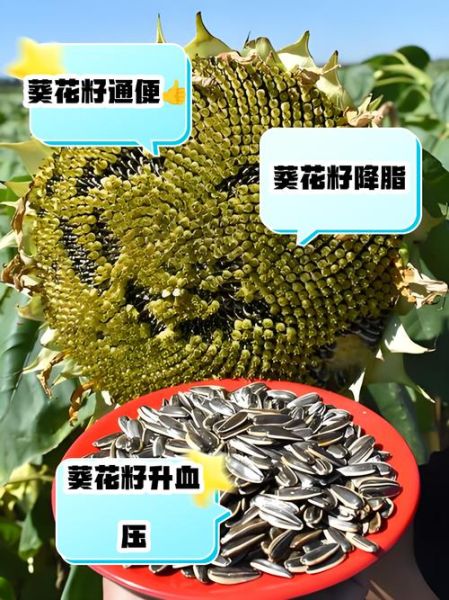 葵花籽的功效与作用及禁忌_哪些人不能吃葵花籽-第1张图片-山城妙识
