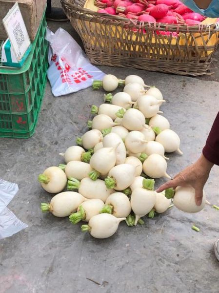 圆白萝卜怎么挑选_圆白萝卜和白萝卜区别-第3张图片-山城妙识 圆白萝卜怎么挑选_圆白萝卜和白萝卜区别-第3张图片-山城妙识