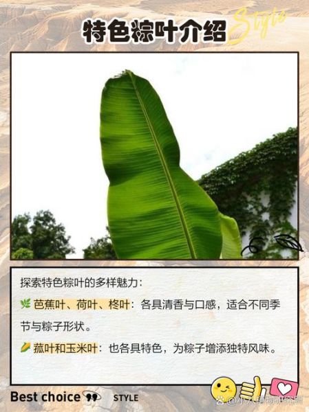 包粽子的叶子有哪些品种_粽叶怎么选-第2张图片-山城妙识