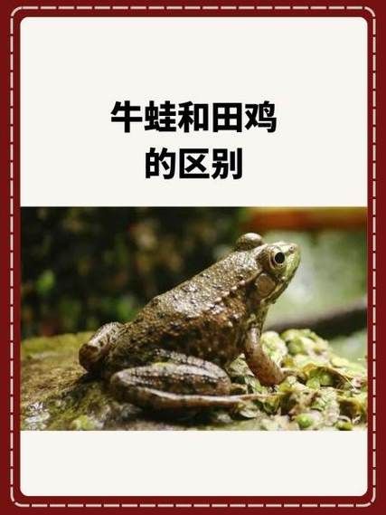 田鸡和牛蛙的区别_田鸡是不是牛蛙-第1张图片-山城妙识 田鸡和牛蛙的区别_田鸡是不是牛蛙-第1张图片-山城妙识