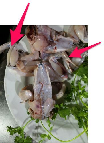 田鸡和牛蛙的区别_田鸡是不是牛蛙-第3张图片-山城妙识 田鸡和牛蛙的区别_田鸡是不是牛蛙-第3张图片-山城妙识