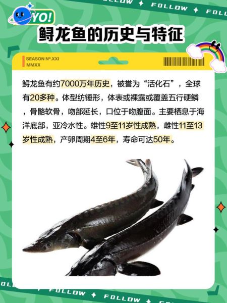 鲟鱼吃什么_鲟鱼饲料怎么选-第1张图片-山城妙识 鲟鱼吃什么_鲟鱼饲料怎么选-第1张图片-山城妙识