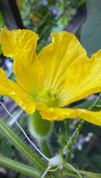 节瓜图片_节瓜和冬瓜的区别-第3张图片-山城妙识