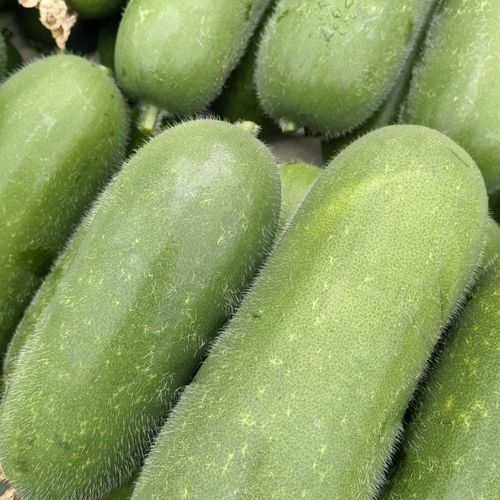 节瓜图片_节瓜和冬瓜的区别-第2张图片-山城妙识