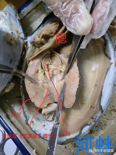 河蚌怎么清洗内脏图解_河蚌内脏清理步骤-第2张图片-山城妙识