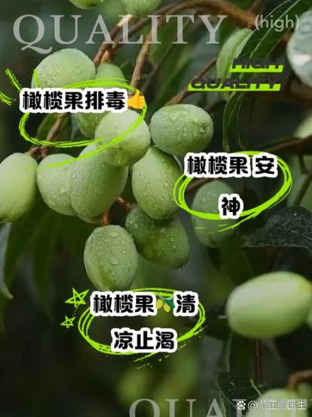 橄榄果的功效与作用_怎么吃最健康-第1张图片-山城妙识 橄榄果的功效与作用_怎么吃最健康-第1张图片-山城妙识