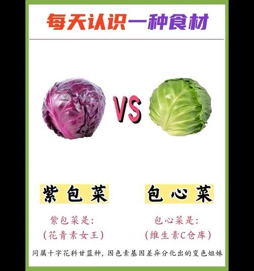 圆白菜是不是包菜_包菜和圆白菜的区别-第3张图片-山城妙识