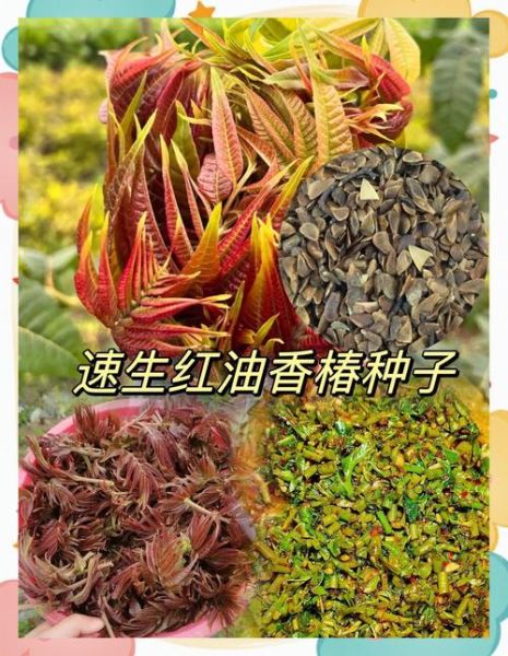 香椿怎么种_香椿种植技术视频教程-第1张图片-山城妙识 香椿怎么种_香椿种植技术视频教程-第1张图片-山城妙识