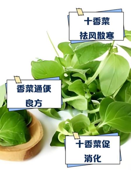 十香菜的功效与作用_十香菜图片大全-第2张图片-山城妙识 十香菜的功效与作用_十香菜图片大全-第2张图片-山城妙识