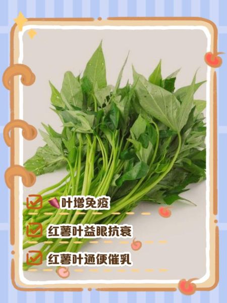 红薯梗叶的功效与作用_红薯梗叶怎么吃最营养-第2张图片-山城妙识